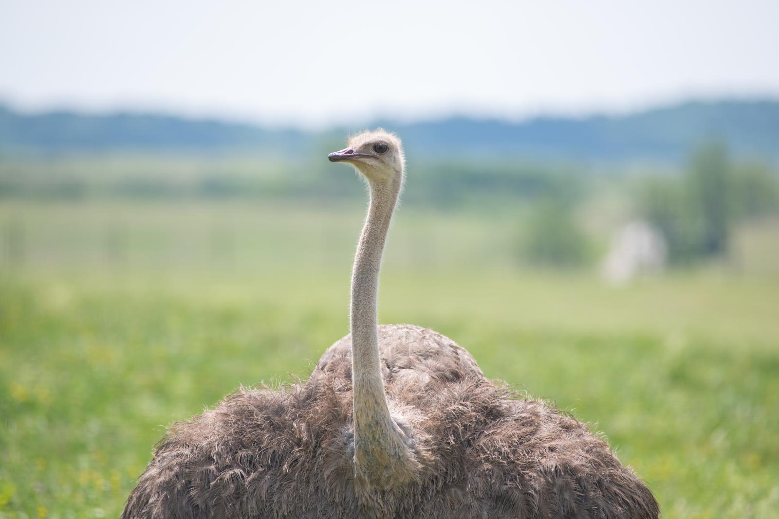 Ostrich | The Wilds